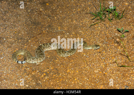 Mohave Rattlesnake Crotalus scutulatus Oracle, Pinal County, Arizona ...