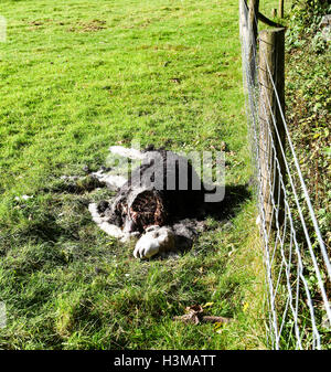 Sheep in a field when eaten Stock Photo - Alamy