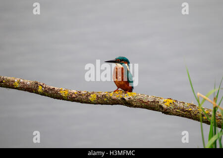 Common kingfisher Alcedo atthis, adult female perched on hawthorn twig ...