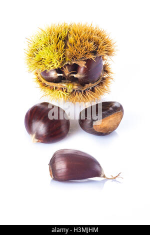 Chestnuts in its spiny burr isolated on a white background Stock Photo ...