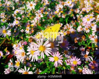 A closeup of a yellow butterfly collecting nectar from a purple flower ...