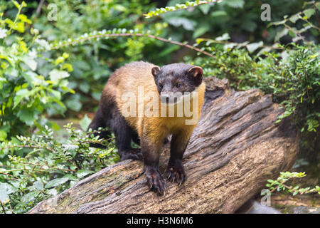 Yellow throated marten Stock Photo - Alamy