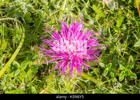 dwarf thistle (Cirsium acaule), blooming, Germany Stock Photo - Alamy