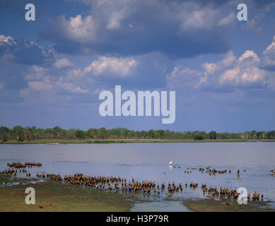 Mamukala Swamp, part of Nourlangie Creek/South Alligator River ...