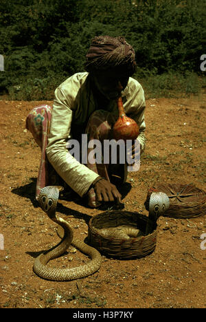 Indian Cobra / Spectacled Cobra (Naja naja Stock Photo - Alamy