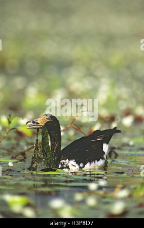 Magpie goose,Anseranas semipalmata,Anseranatidae, congregating in field ...