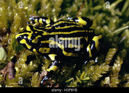 Southern corroboree frog (Pseudophryne corroboree Stock Photo - Alamy