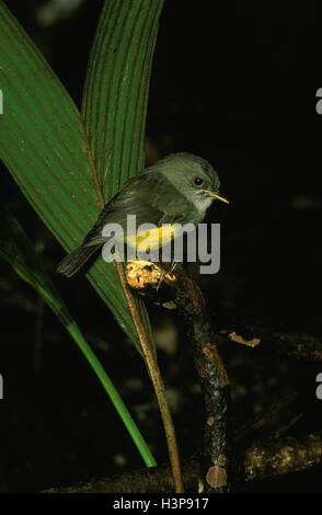 Yellow-bellied flyrobin (Microeca flaviventris Stock Photo - Alamy