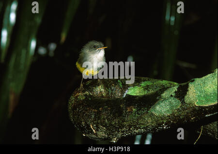 Yellow-bellied flyrobin (Microeca flaviventris Stock Photo - Alamy