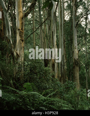 mountain ash, Victorian ash (Eucalyptus regnans), forest in the ...