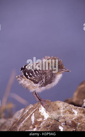 Australian sooty tern bird, Onychoprion fuscatus seabird Stock Photo ...