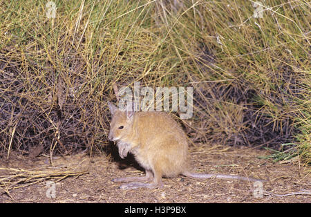 rufous rat-kangaroo, rufous bettong (Aepyprymnus rufescens), Australia ...