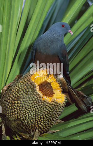 Goliath Imperial Pigeon (Ducula goliath) an endemic pigeon from New ...