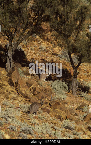 COMMON WALLAROO OR EURO Macropus robustus Adult male central Australia ...