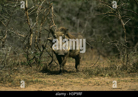 Southern warthog (Phacochoerus africanus sundevallii) walking in high ...