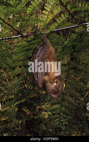 Tube-nosed Bat (Nyctimene sp), a newly discovered species, Muller Range ...
