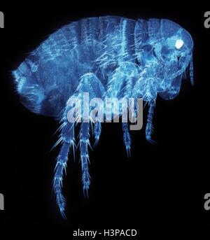 Human fleas. Light micrograph (LM) of a male (left) and female human ...