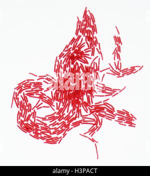 Bacillus megaterium bacterial colony, Light micrograph (LM). This rod ...