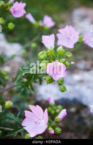 Closeup view of alpine flowers in rocky mountains national park ...