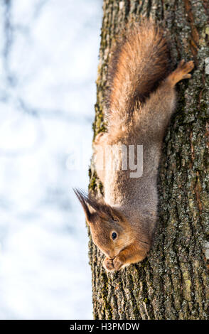 A red squirrel eating nuts on a rock Stock Photo - Alamy