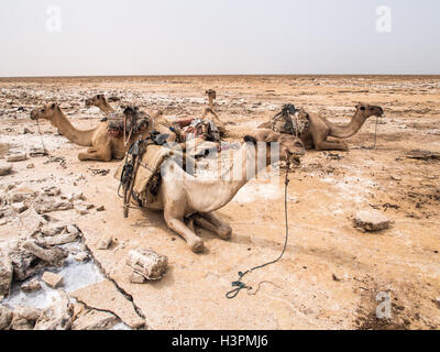 Dromedary camels used to transport amole-salt slabs across the desert ...