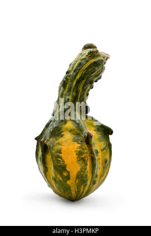 Organic background - Long Pumpkin Stock Photo - Alamy