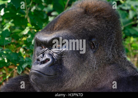 Silverback Gorilla profile Stock Photo - Alamy