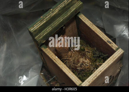 Dormouse in nesting box for monitoring purposes Stock Photo - Alamy