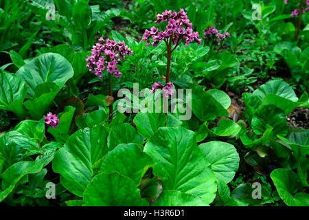 bergenia bressingham ruby Pigsqueak evergreen leaves purple red flowers ...
