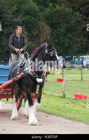 Sussex, Museum, Shire Horse and Cart with Straw in Stock Photo - Alamy