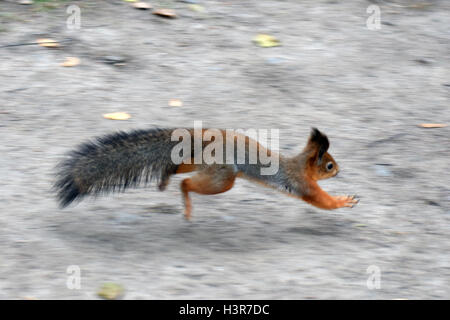 Beautiful jumping Red Squirrel (Sciurus vulgaris) landed on a branch in ...