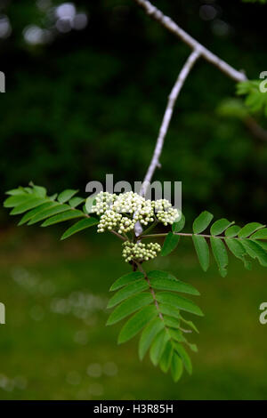 sorbus aucuparia sheerwater seedling white flowers berries mountain ash ...