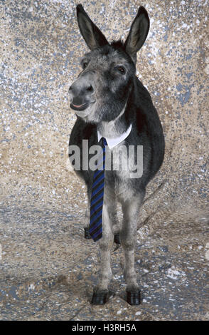 House donkey, collar, tie mammals, mammal, uncloven-hoofed animal ...
