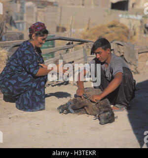 Turkmenistan, desert Karakum, Jerbent, man, sheep, shear, no model ...