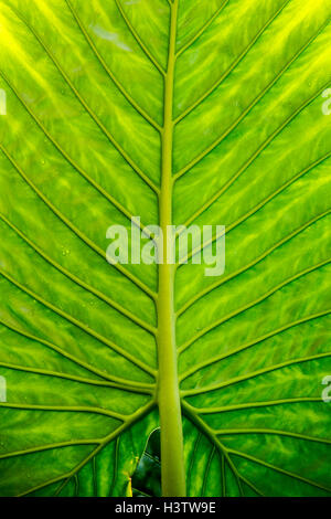 Taro plant (Colocasia esculenta) in traditional manavai garden enclosed ...