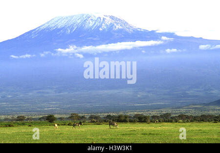 Mt Kilimanjaro snow capped summit, aerial view , Tanzania Africa Stock ...