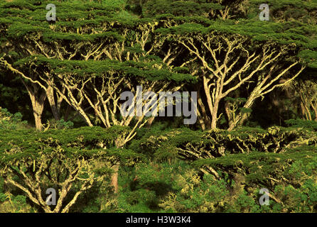 Red thorn trees, Acacia lahai, aka umbrella trees, for their shade, and ...