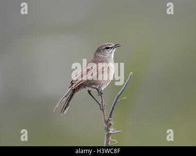 Karoo Scrub Robin (Cercotrichas coryphaeus cinerea), Vrolijkheid Nature ...