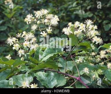 Clematis vitalba, wild forest vine Stock Photo - Alamy