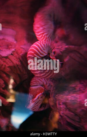 Nautilus pompilius (Chambered nautilus) a genus of cephalopods in the ...