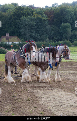 Shire Horses Harrowing Stock Photo - Alamy