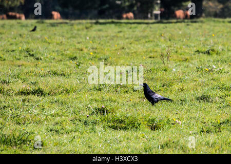 Rook in a green meadow Stock Photo - Alamy