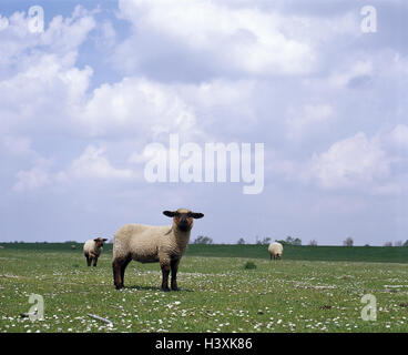 Germany, Schleswig - Holstein, Ditmarsh, Friedrichskoog, pasture, sheep ...