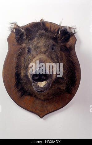 Wild boar head as a hunting trophy on the brick wall background Stock ...