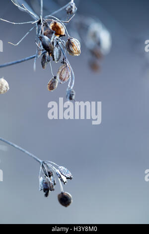 Autumn Colors. Dried out plant chervil forest in autumn lights colors ...