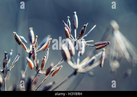 Autumn Colors. Dried out plant chervil forest in autumn lights colors ...
