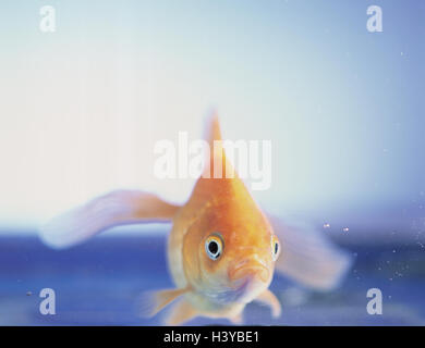Goldfish, Carassius auratus auratus, Still life, fish, ornamental fish ...