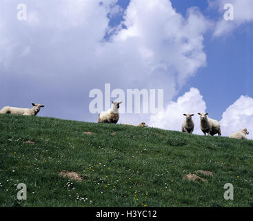 Germany, Schleswig - Holstein, Ditmarsh, Friedrichskoog, pasture, sheep ...