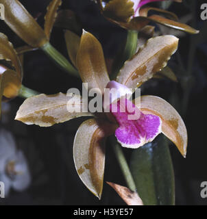 Epidendrum Hybrids Orchid Stock Photo - Alamy
