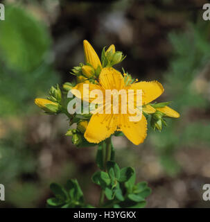 Real Johanniskraut, Hypericum perforatum, blossom Stock Photo - Alamy